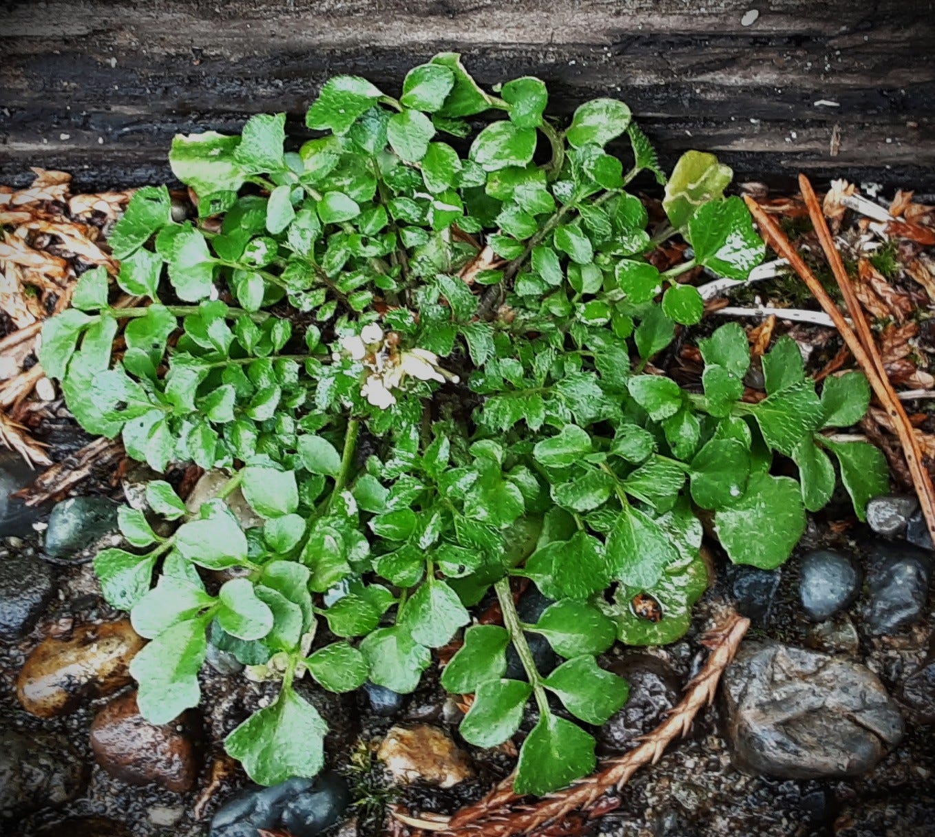 Basal Rosette Leaf Arrangement