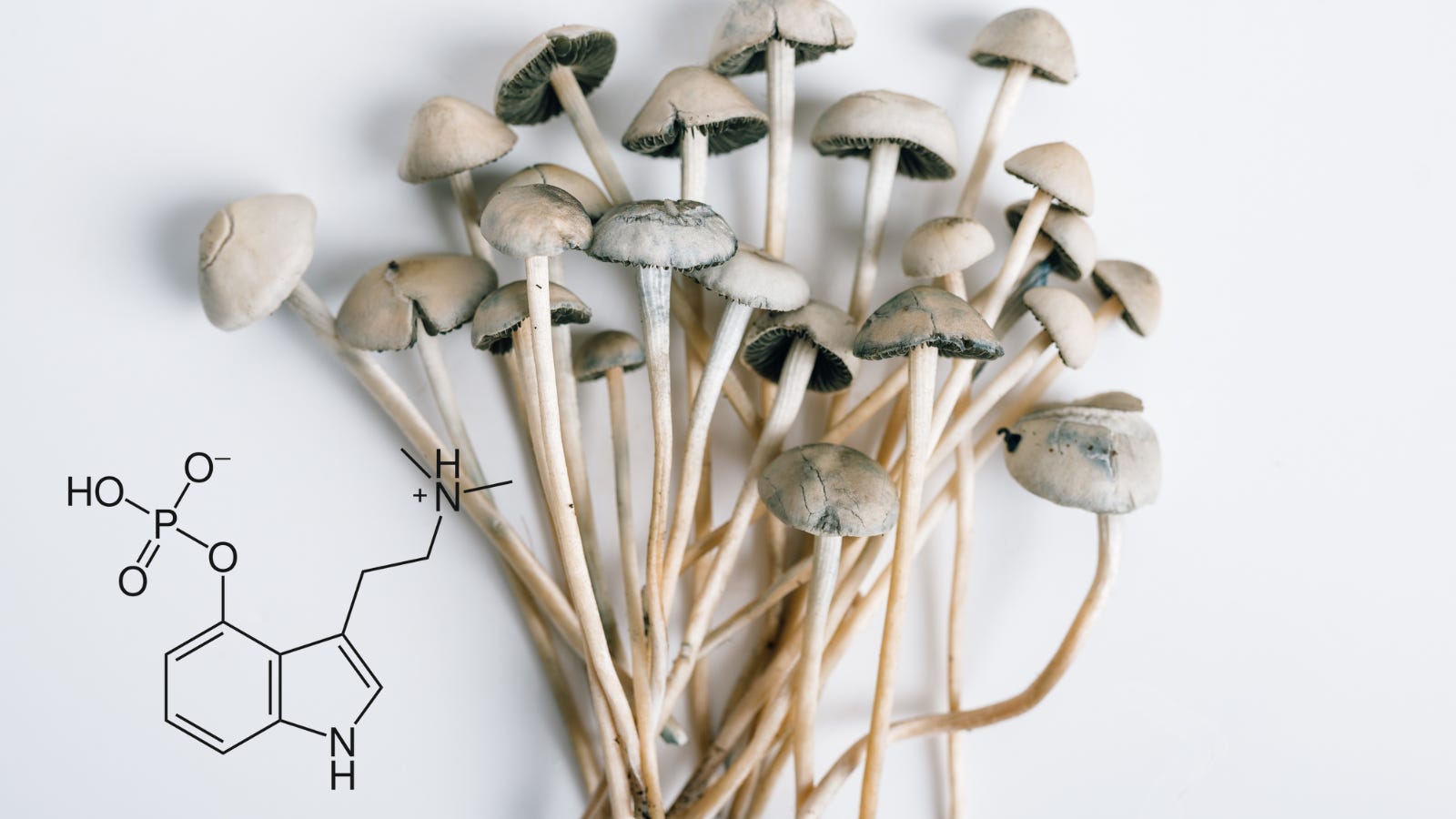 Psilocybin and the Science of Longevity