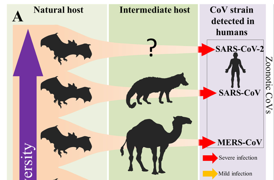 Bats: the pathologization of a pathogen-carrier