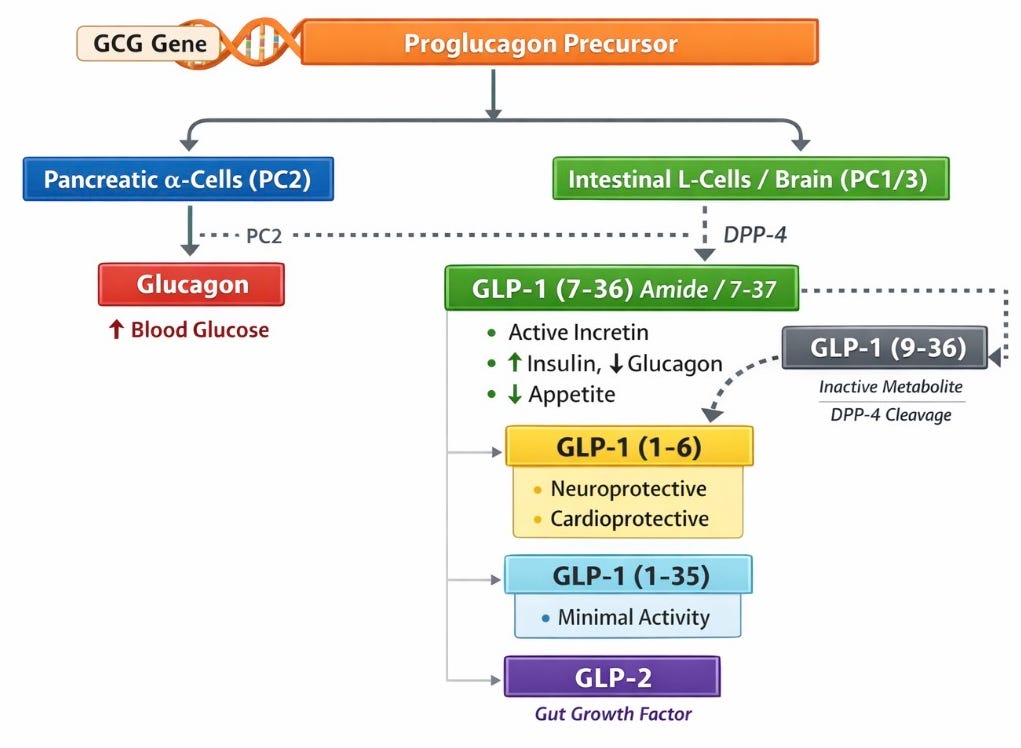 The Story Of Glucagon Like Peptide 1 Glp 1