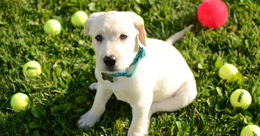 Journalism jobs and a photo of my dog | Mandy Hofmockel | Substack