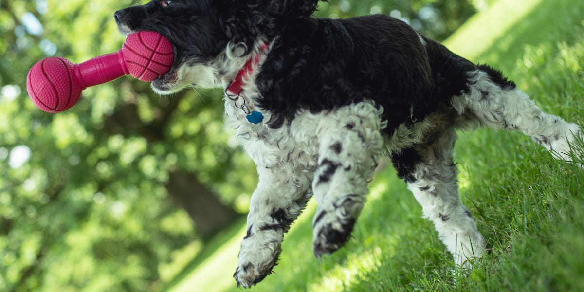 Threnody for a Spaniel - by Lancelot Schaubert