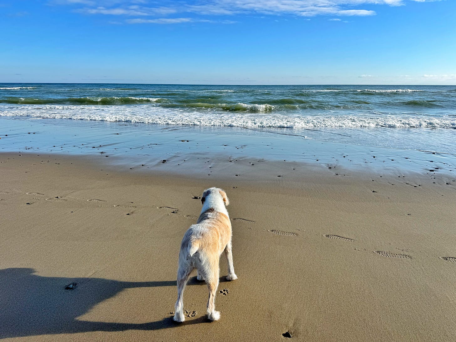 Surprised by Joy on Nauset Light Beach - Tom Ryan, Author