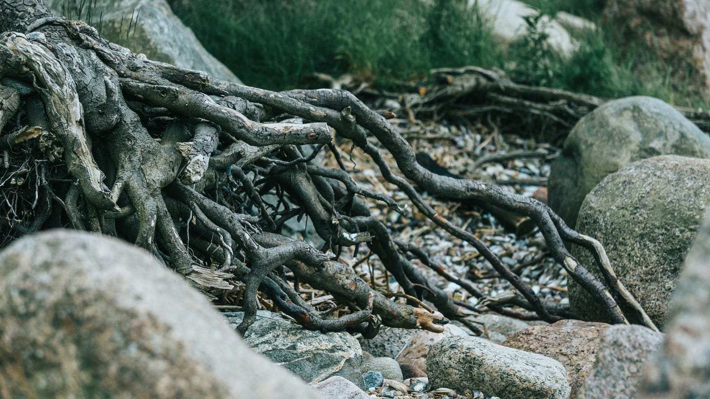 Root condition - by Beth Upton - Beths Upton's Newsletter