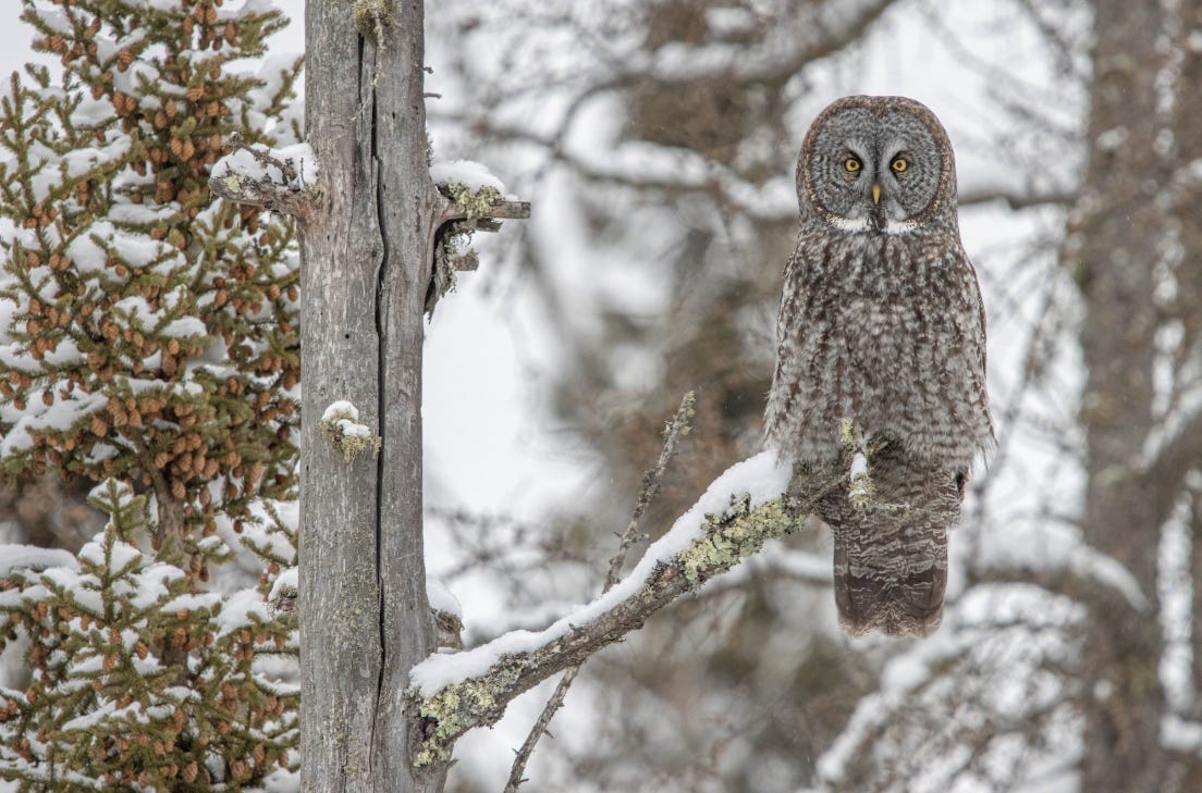 Birding Tip: Packing for a Winter Birding Day