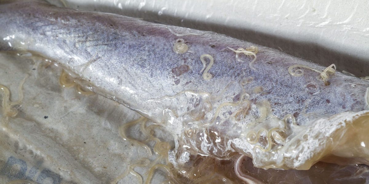 worms in fish fillet