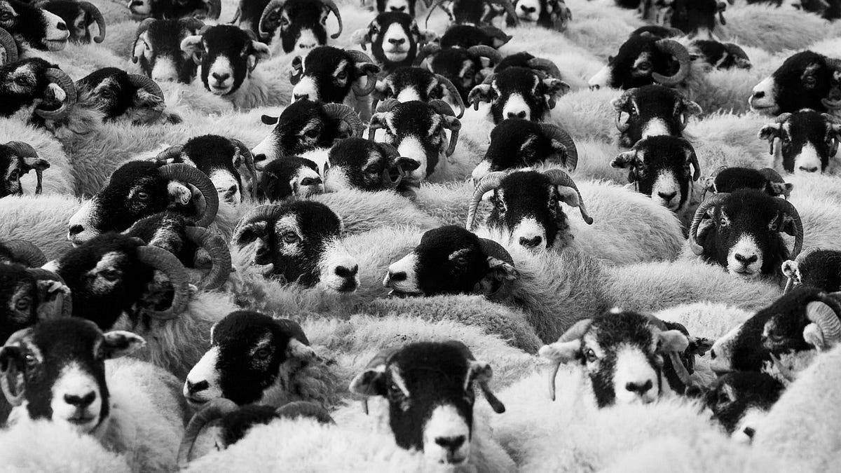 The Madness of Crowds and Mass Formation Psychosis: What It Means and ...