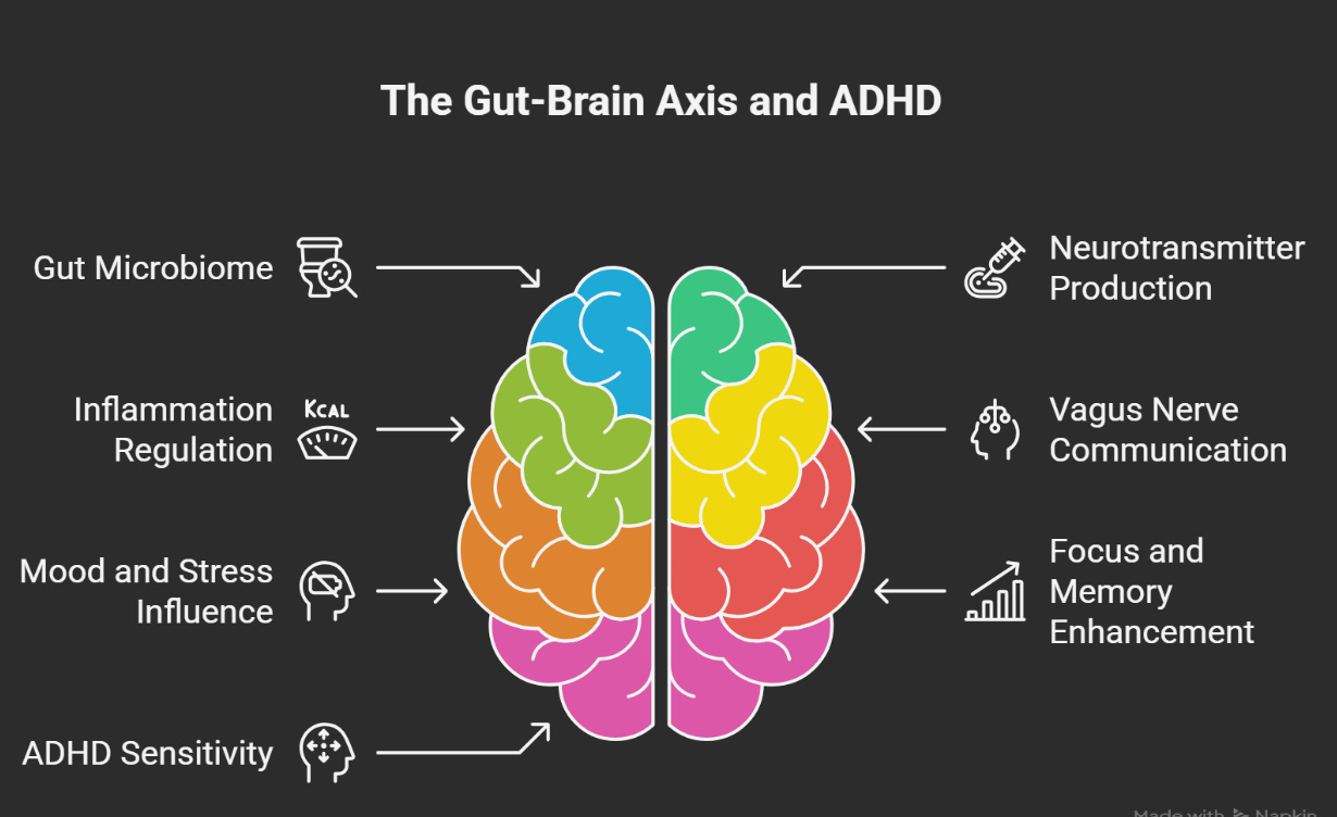 🧠 ADHD & Probiotics: Can Your Gut Really Help Your Brain Focus?