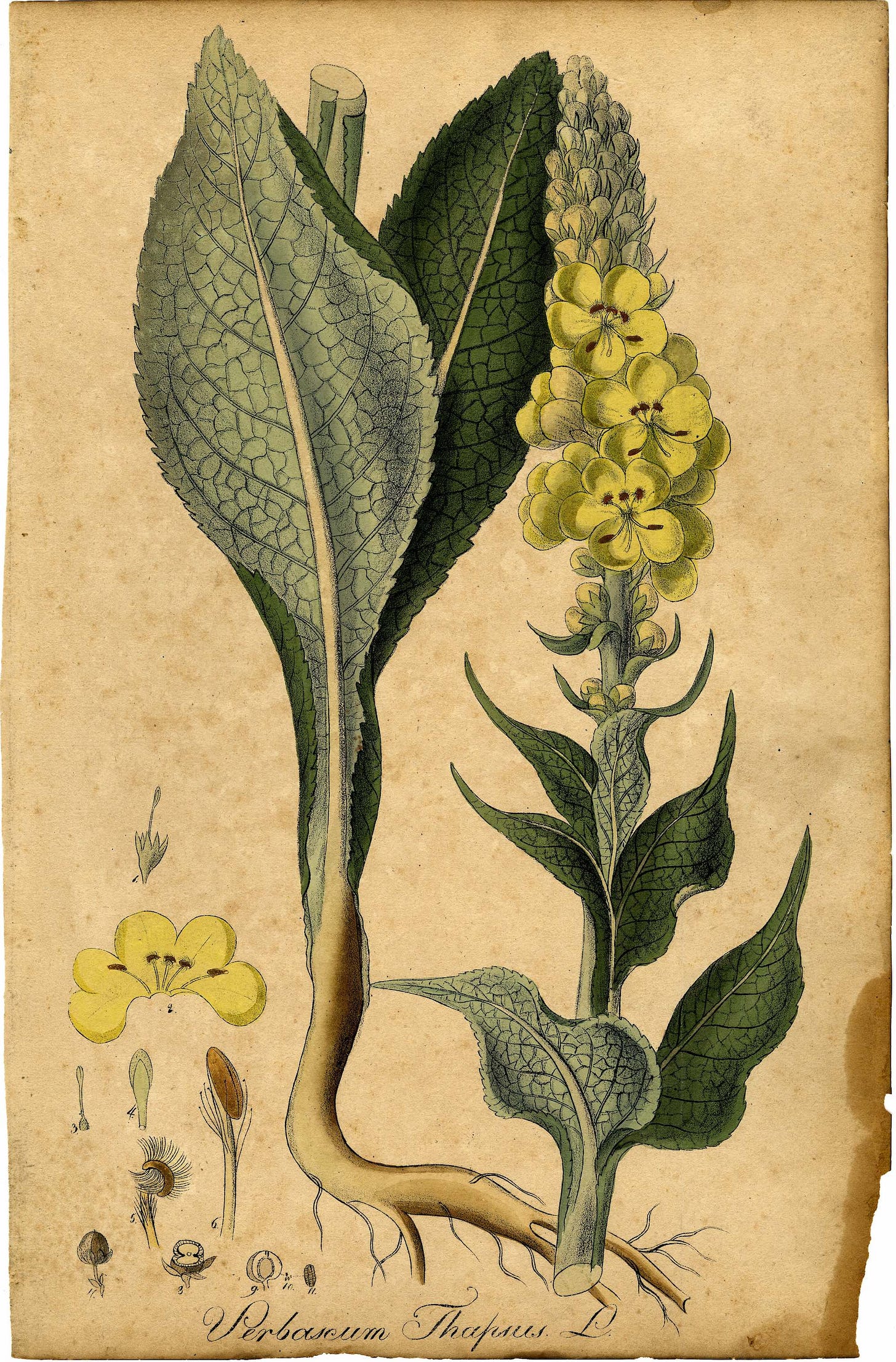 The Medicine of Mullein: History, Uses, and Respiratory Support