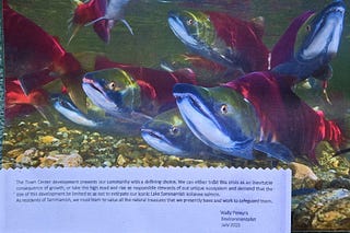 Sammamish Local News | Celia Wu | Substack