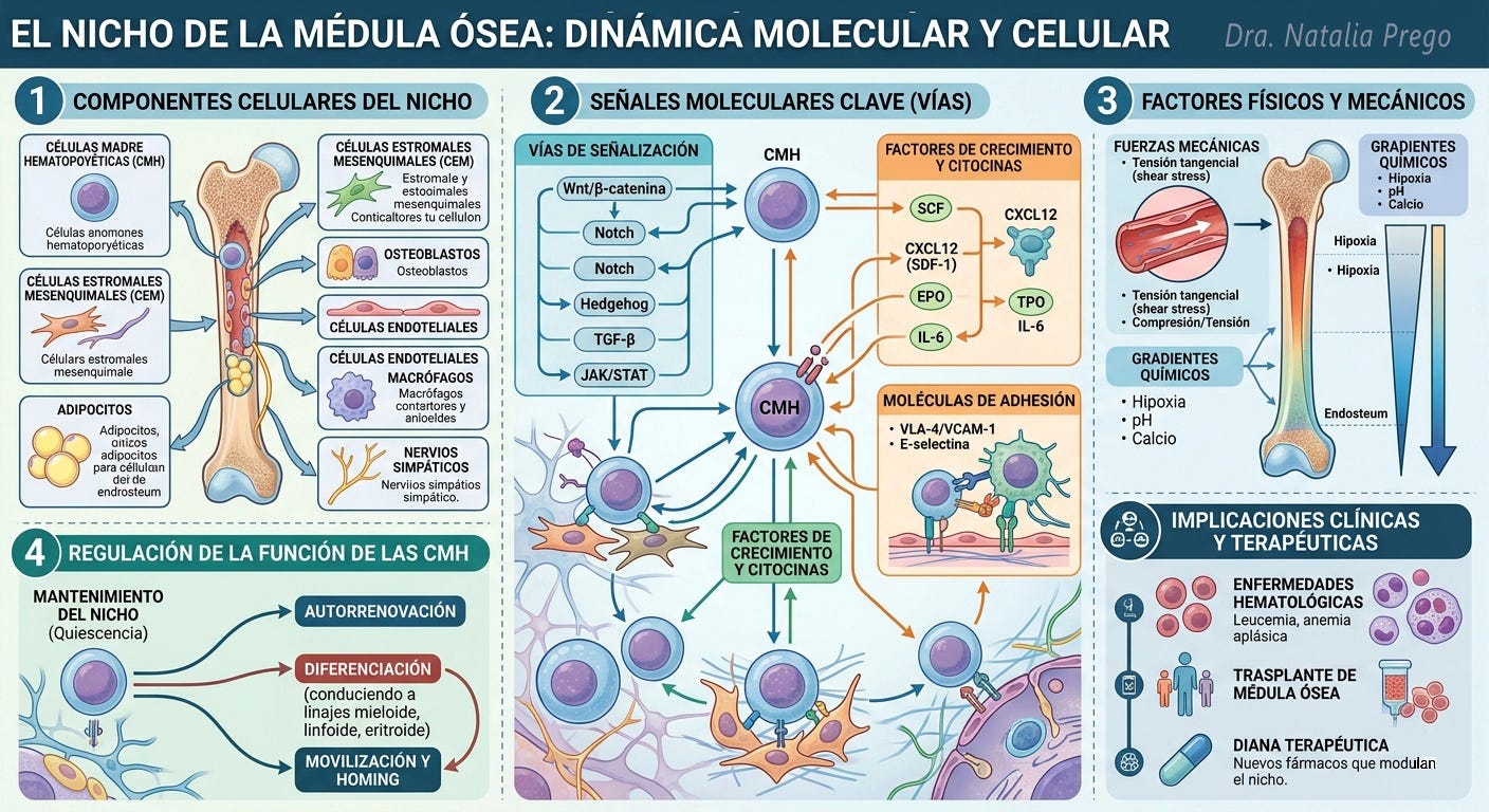 El nicho de la médula ósea: dinámica molecular y celular