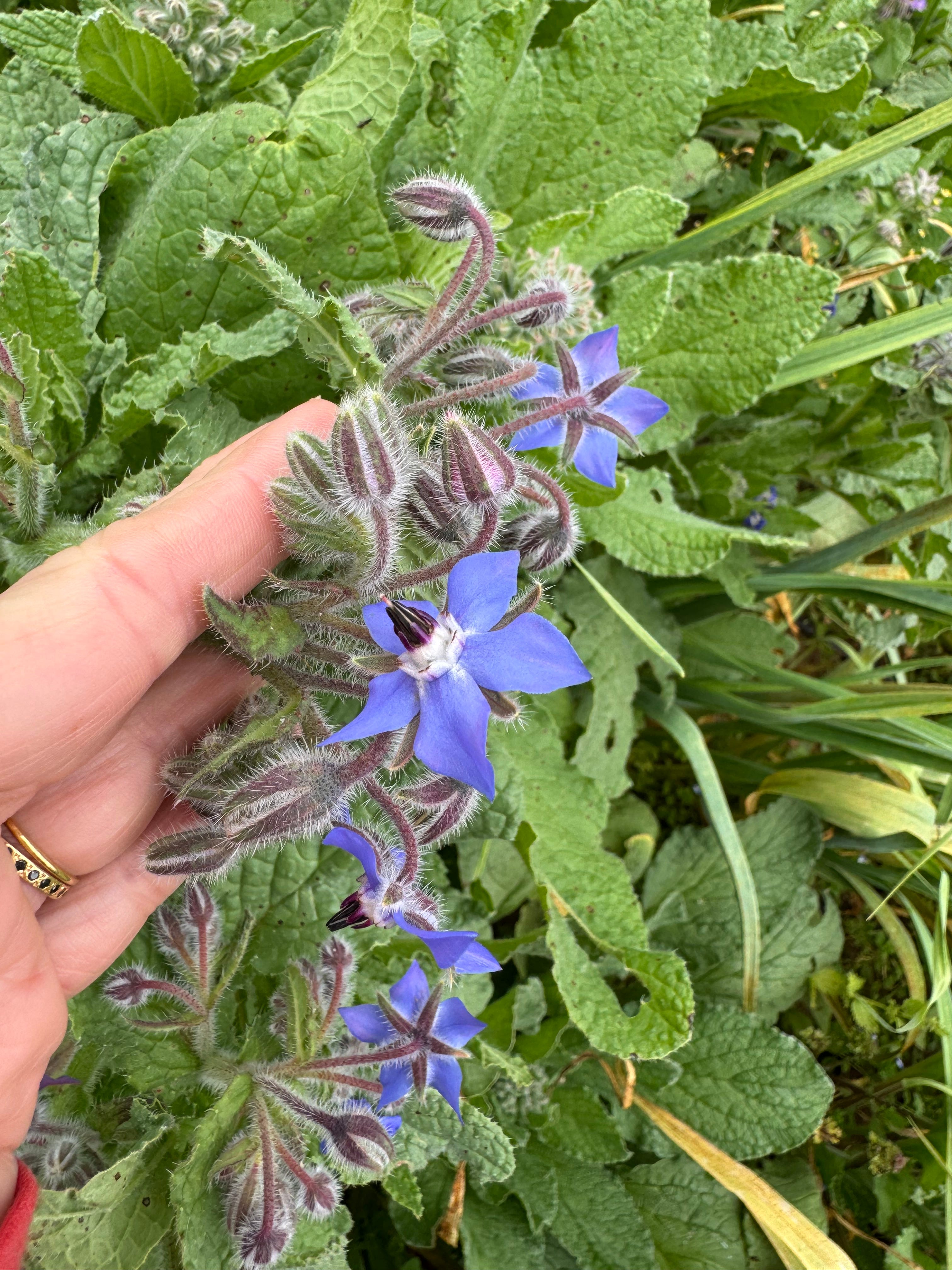 How to Use Borage - by Gillian Ferguson - KCRW's Good Food