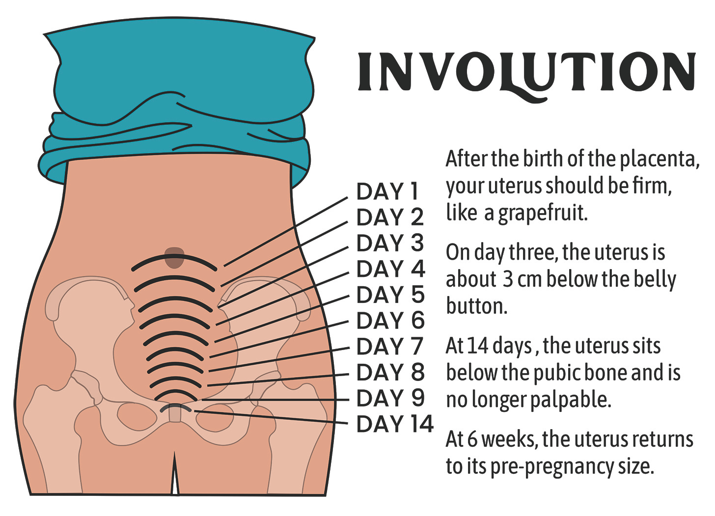 Involution: How Your Uterus Transforms After Birth