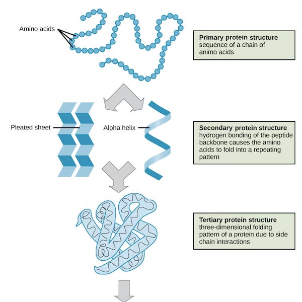 The Protein Folding Problem - by Janu Verma