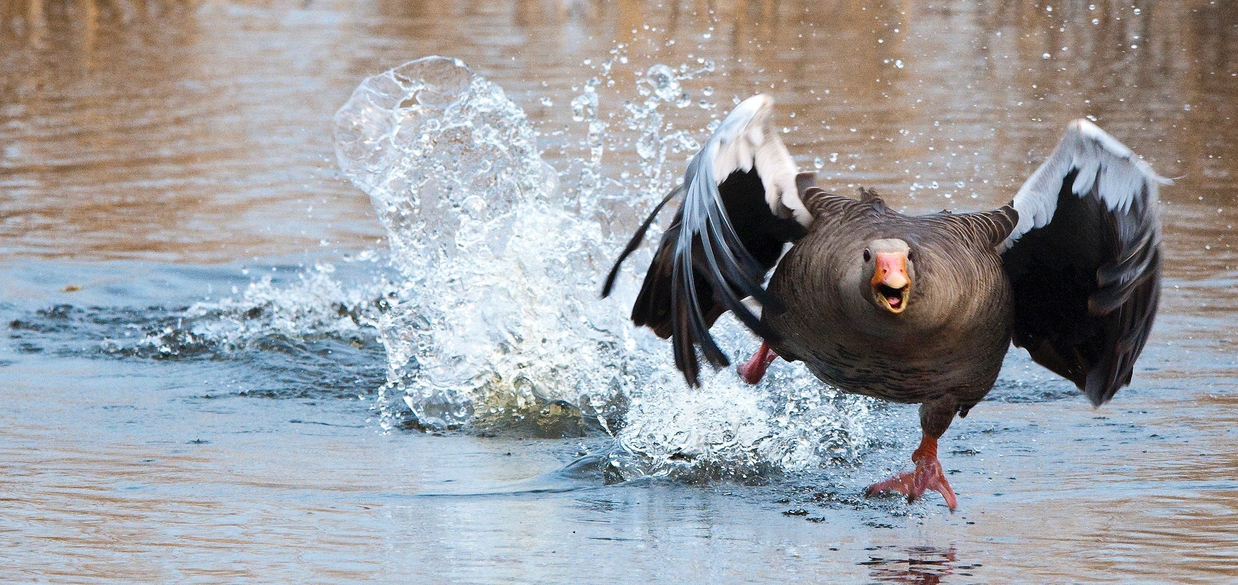 Fireworks drive birds into panic flights - by Maja Mielke