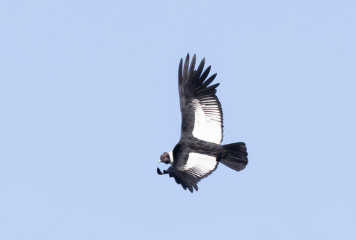 condor bird