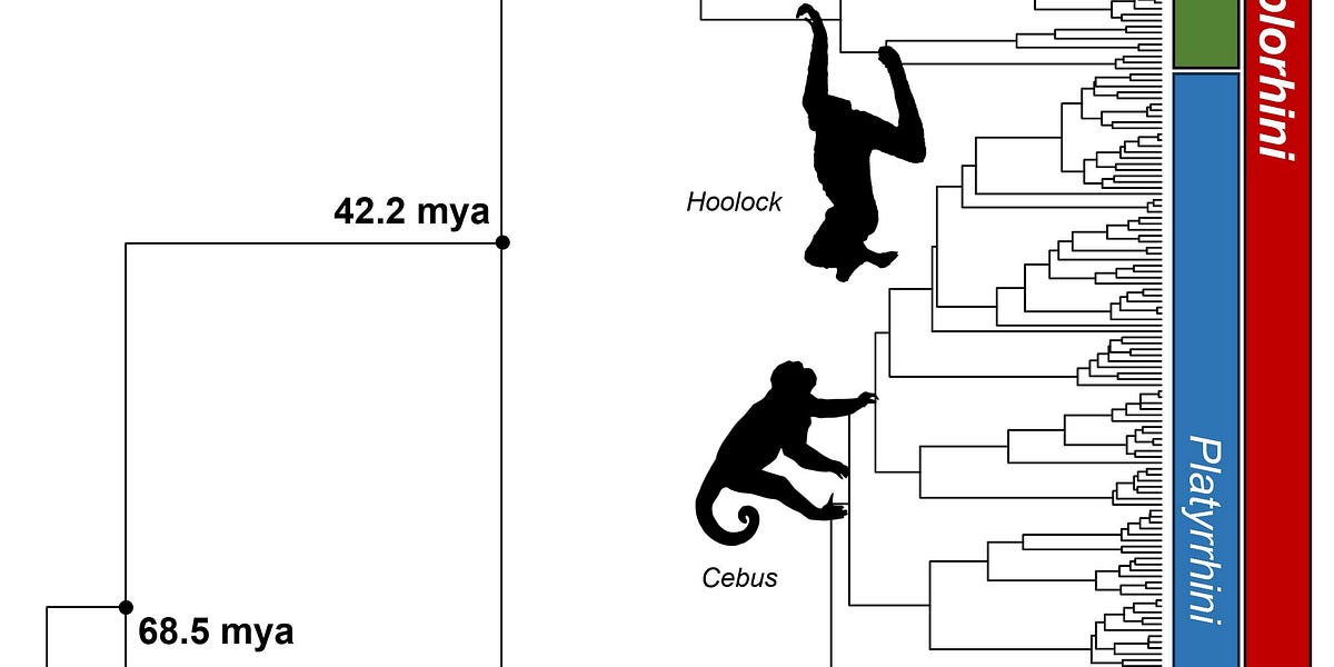 primate evolutionary tree