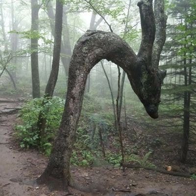 Mendel Friedman | Substack