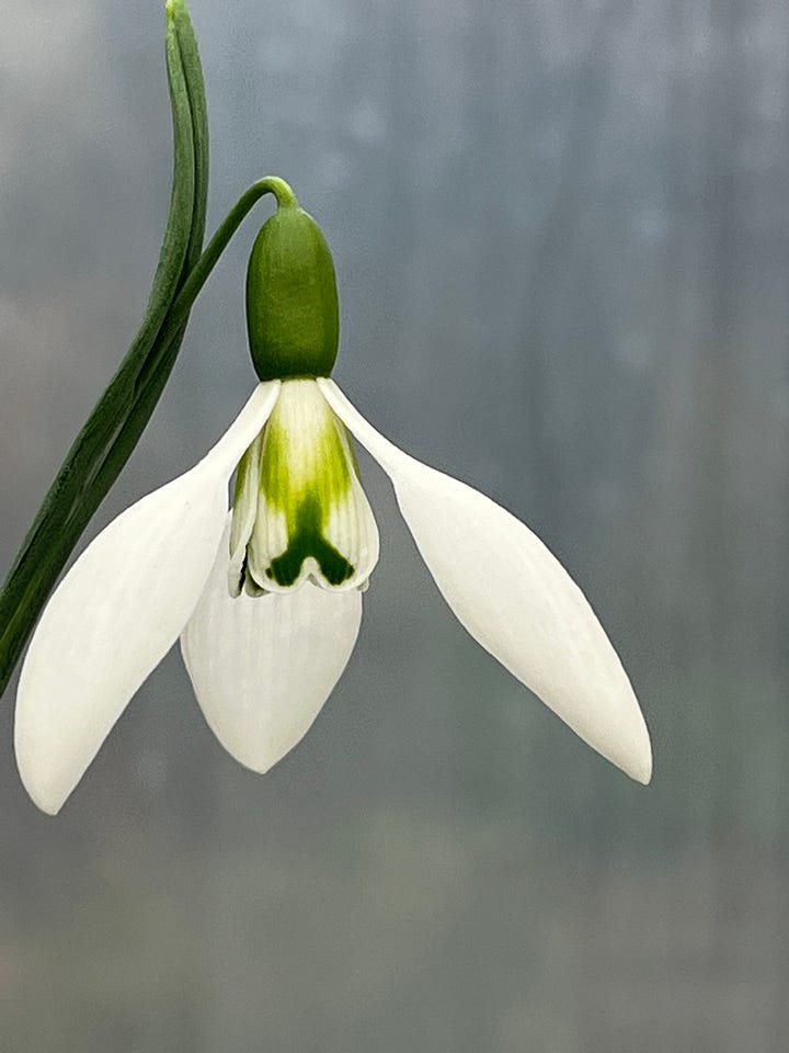 snowdrop lucy