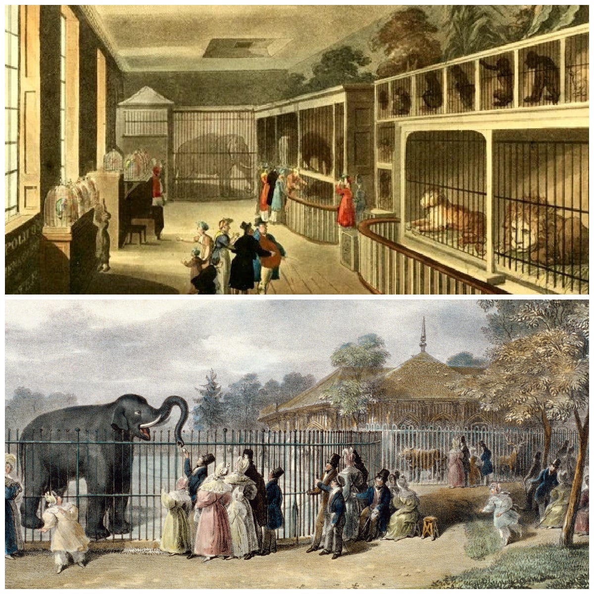 The Evolution of Zoos - by JScott MItchell