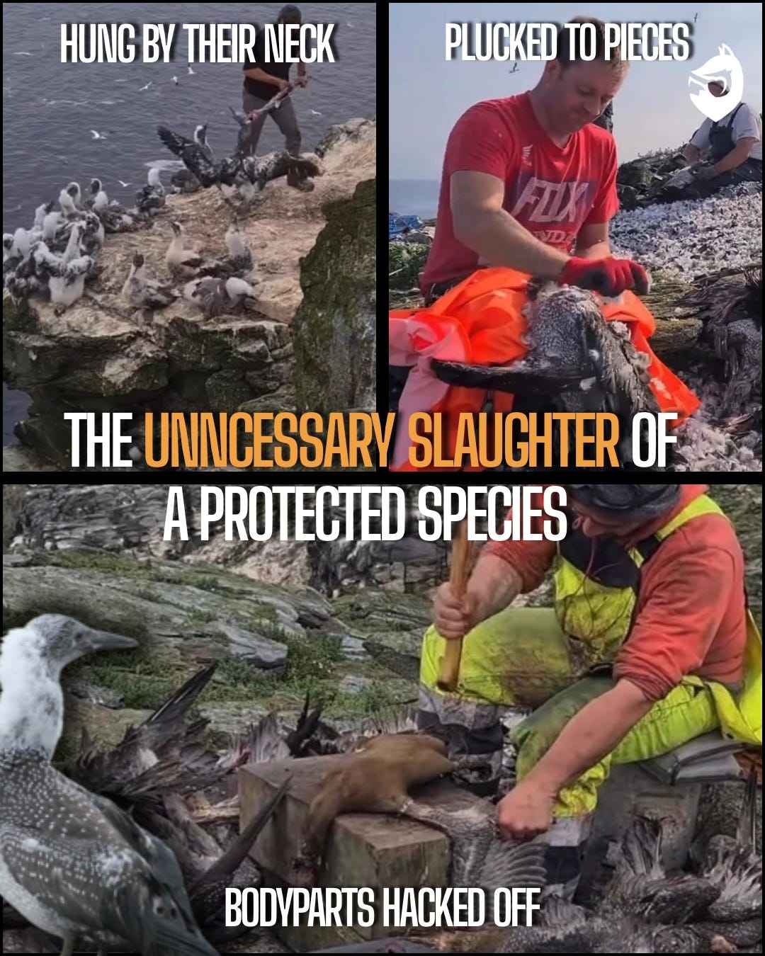 RSPB Calls for a Pause on the Guga Hunt