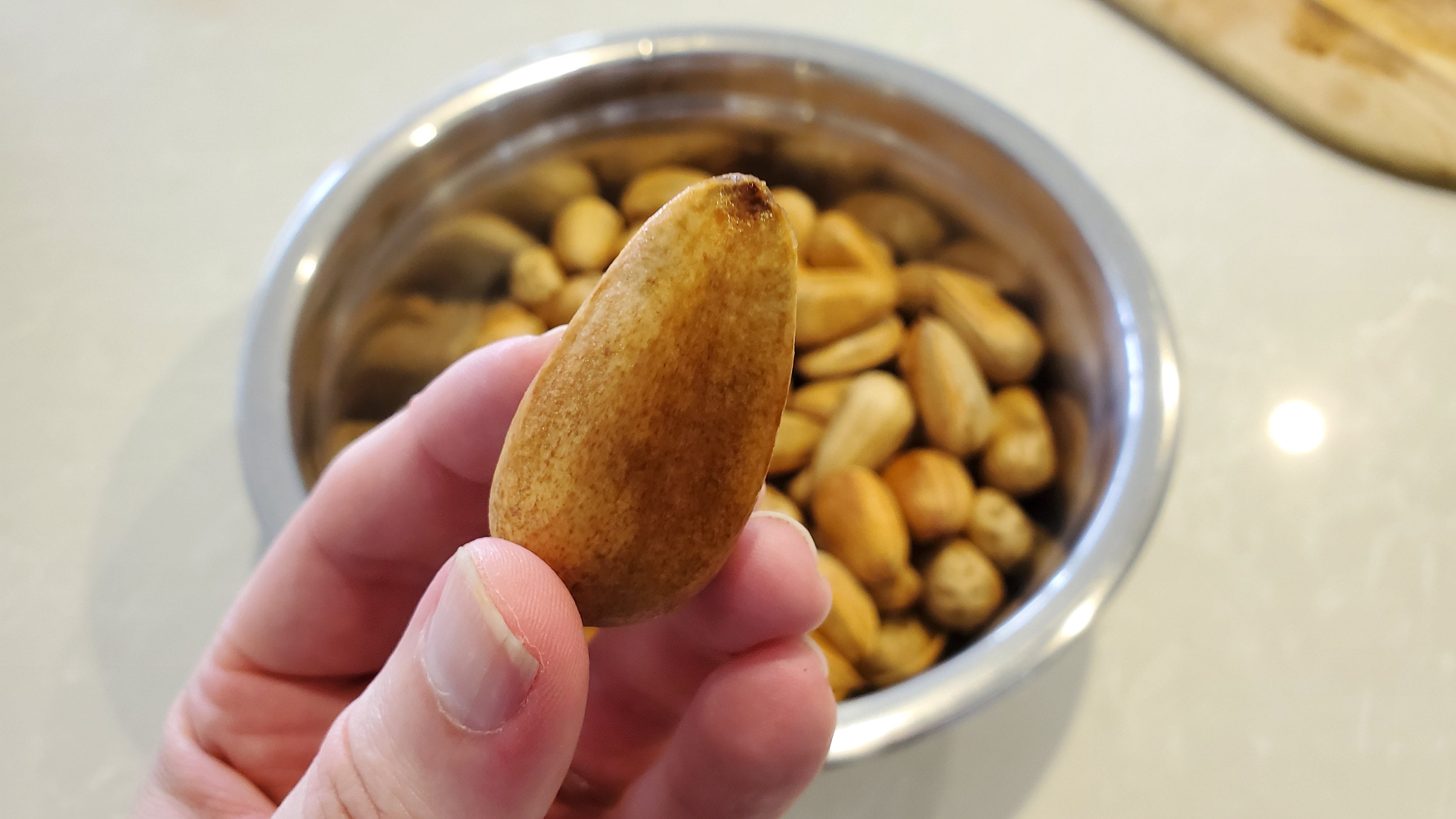 Bunya Nut - by J.P. - Bush Food Forager