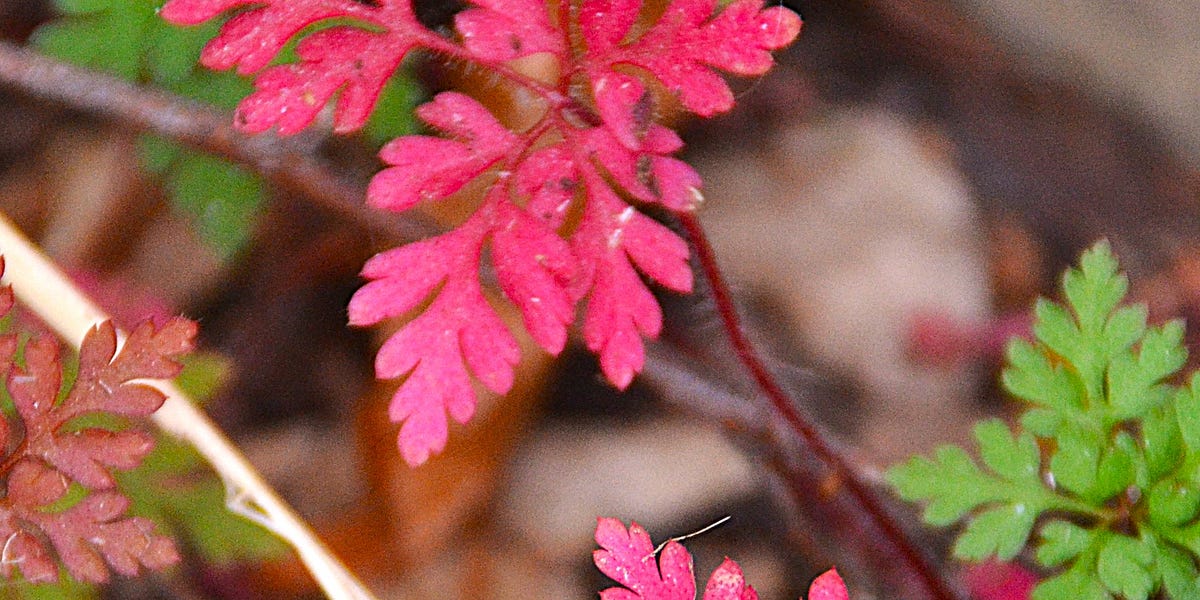 Shades of Autumn - by Cathey Cone