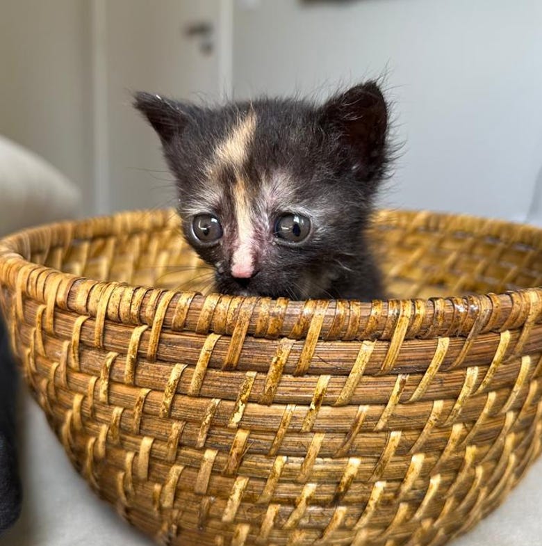O desamparo, versão gatos - by Restos