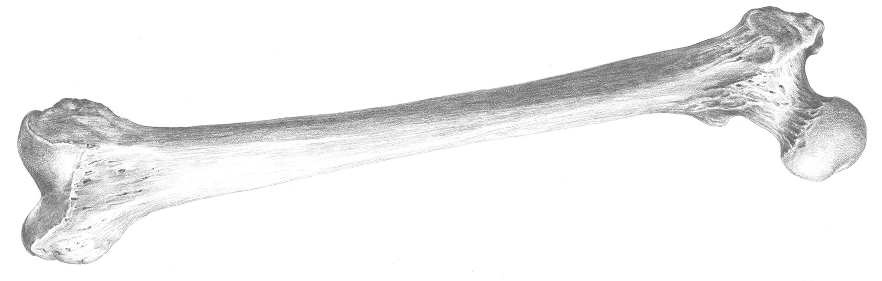 Theo Von, Louis C.K., and the boys learning sex from screens instead of ...