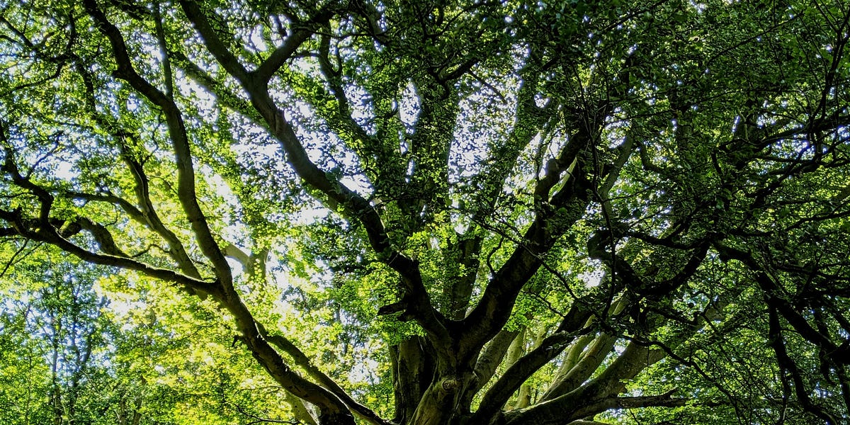Zero Waste Rehoming Decision Tree - by Lauren West