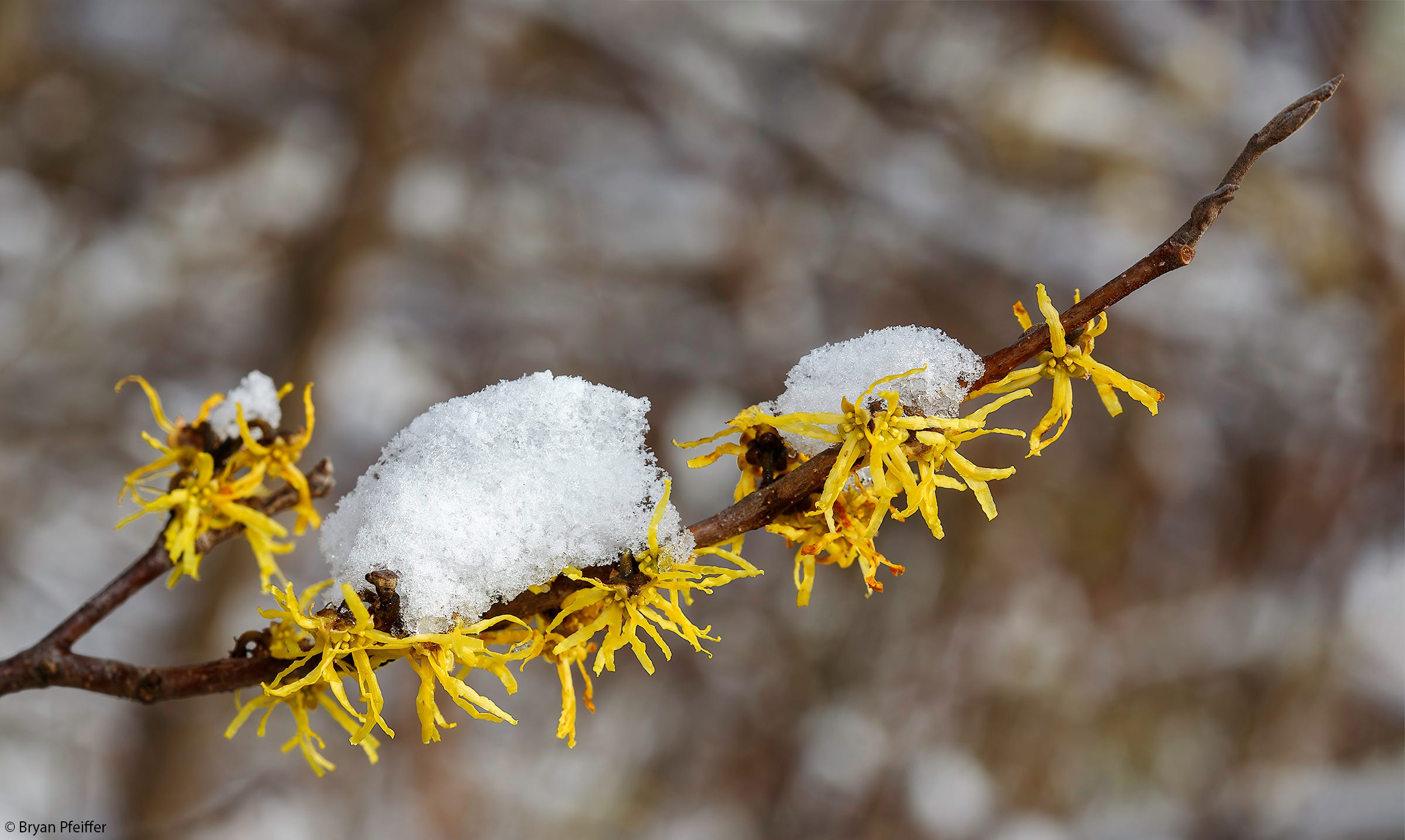 winter witch hazel