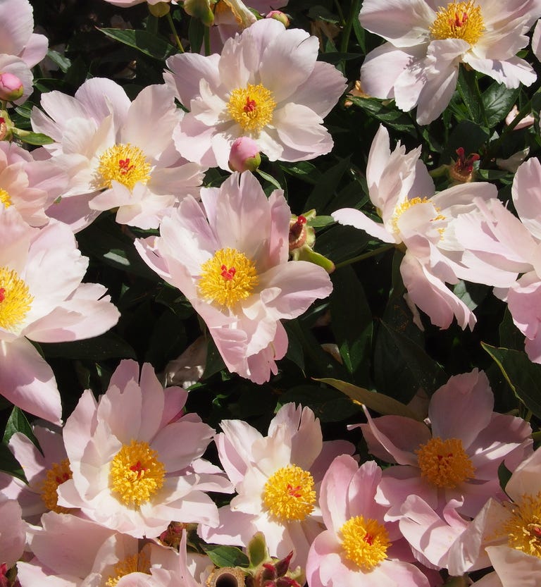 Lizzy’s Substack | Lizzy House | Substack