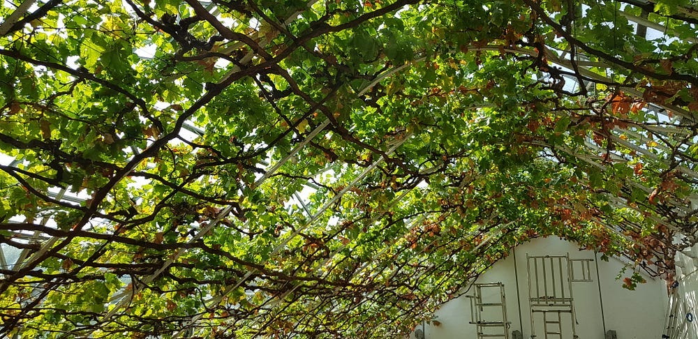 The World’s Oldest Grape Vine - by Ella Read