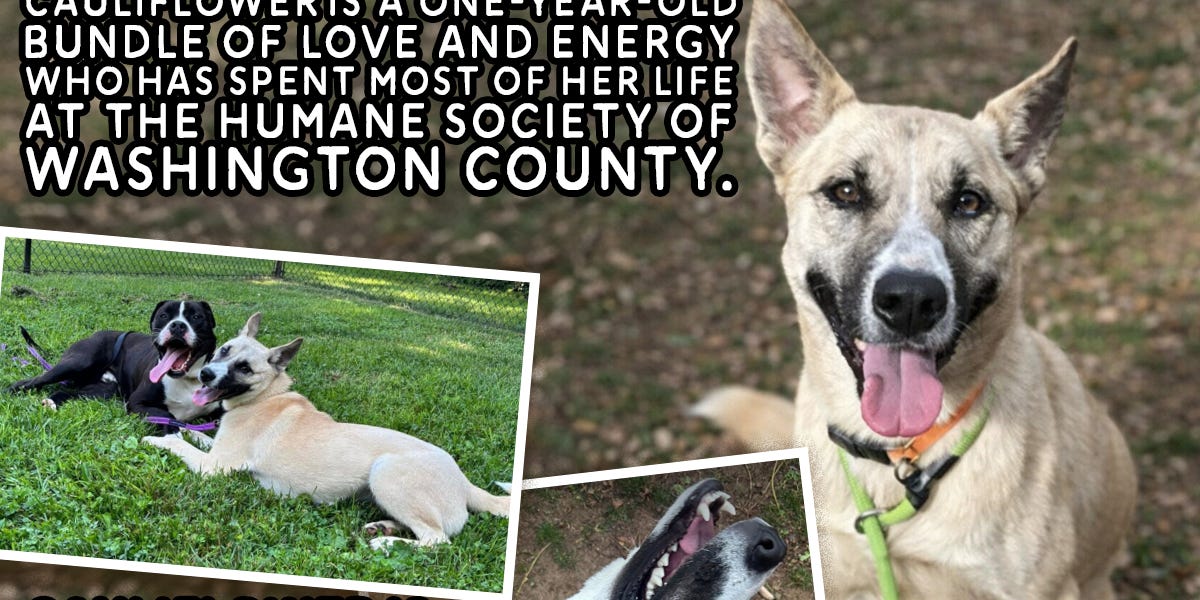 URGENT: Cauliflower is Deteriorating in Kennels — Needs Placement ASAP