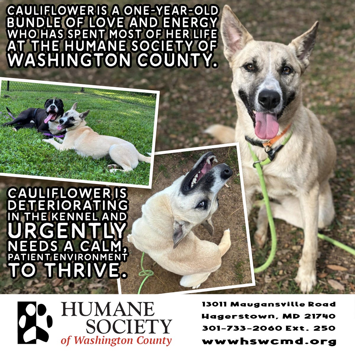 URGENT: Cauliflower is Deteriorating in Kennels — Needs Placement ASAP