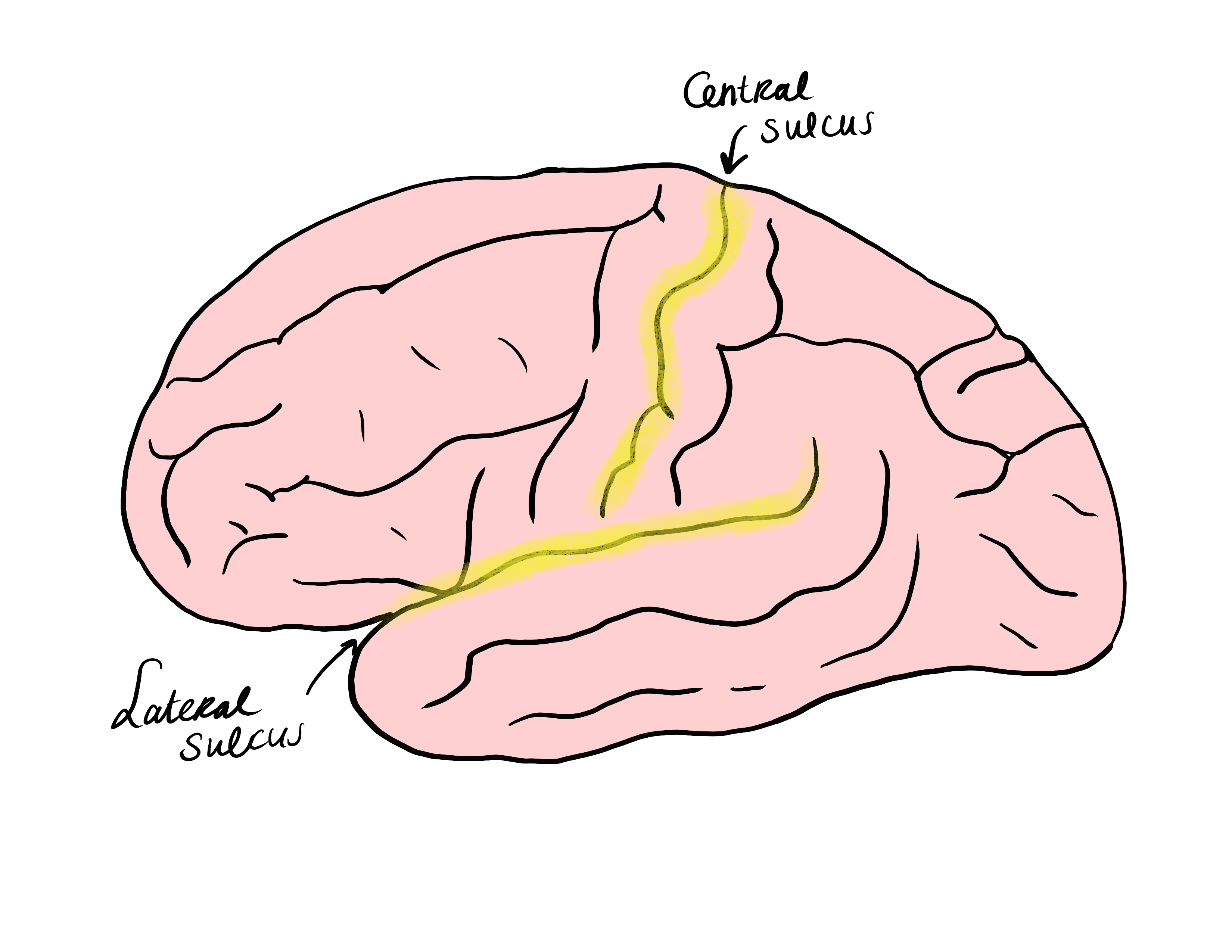 Inside the Brain's Wrinkles: A Guide to he Gyri, Sulci and What Happens ...
