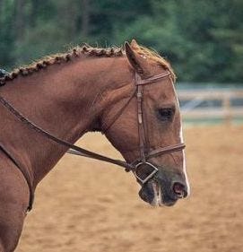 Ethical Horse Training Begins With Physical Comfort
