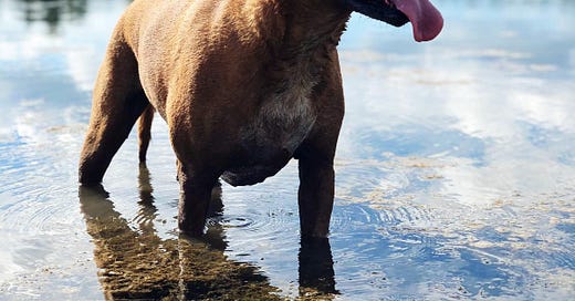 The Ruby Protocol | Jon B | Substack