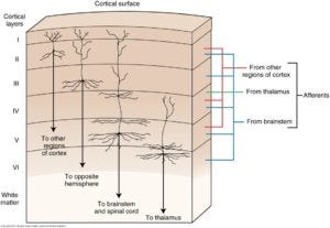 The Six Layers of the Cortex - by Andy Haymaker