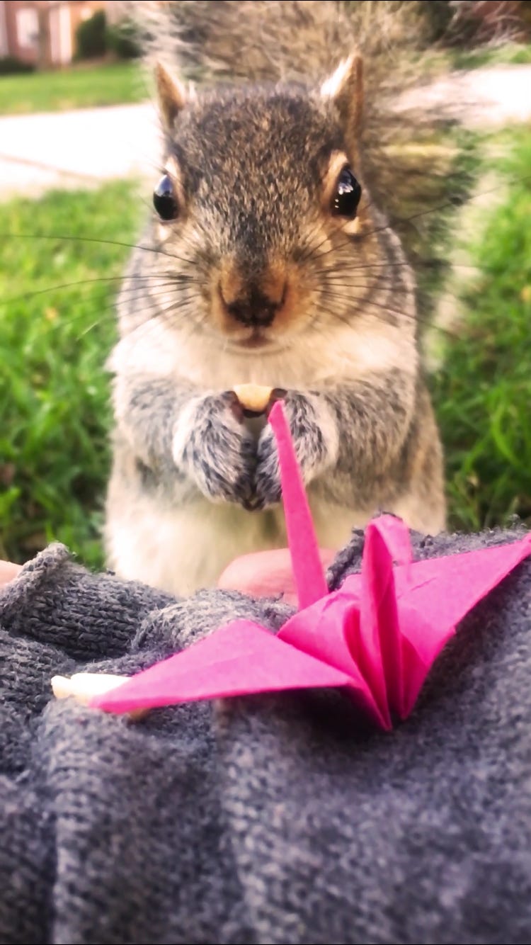 how a squirrel changed my life during the 2020 covid-19 global crisis
