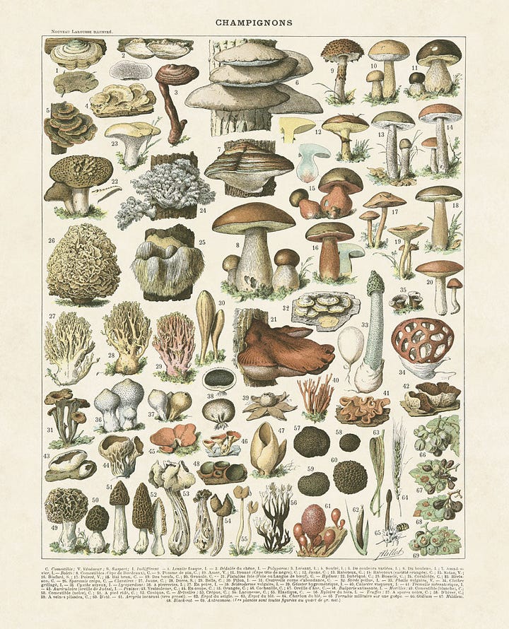 Adolphe Philippe Millot - by The Illustration Department