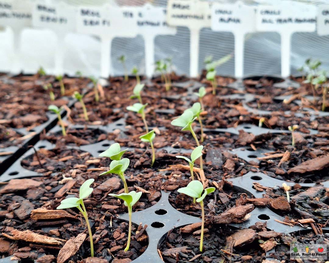 How to Grow Cabbages - by Duncan Cocking