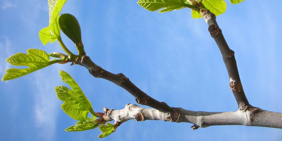 Did Jesus Really Teach a "Fig Tree Generation"?