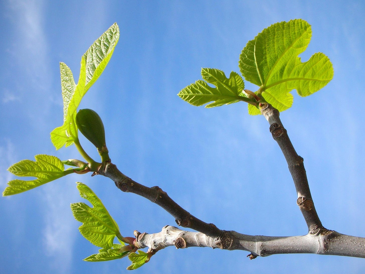 Did Jesus Really Teach a "Fig Tree Generation"?