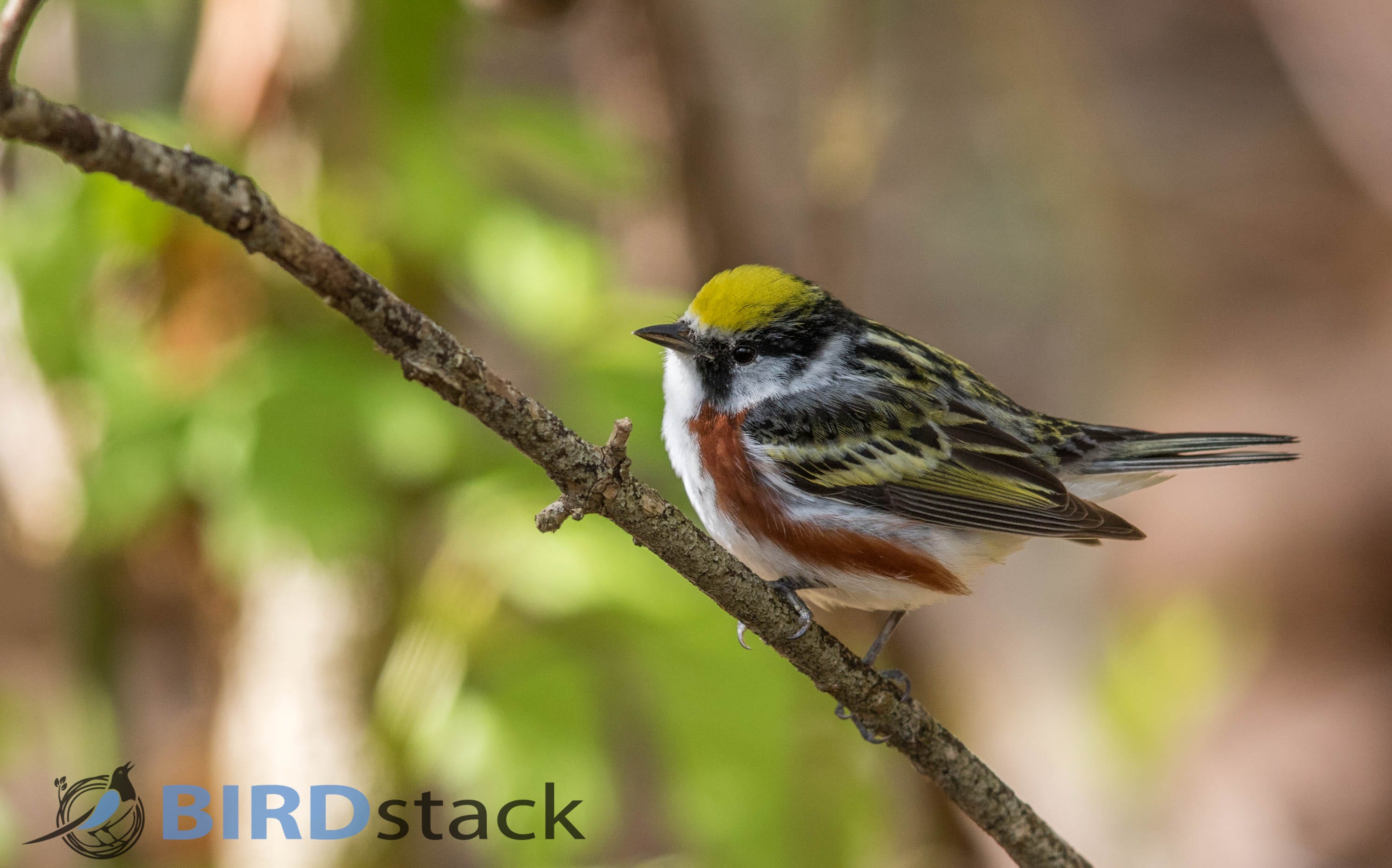 Chestnut-Sided Warbler - by Jeff Timmons - BirdStack