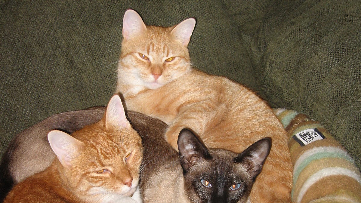 OUR THREE CATS - by Alex hutchins - Alex's Almanac