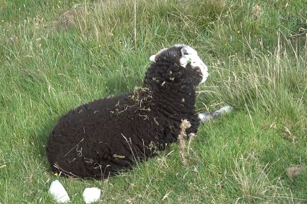 High Brow | Mina Le | Substack