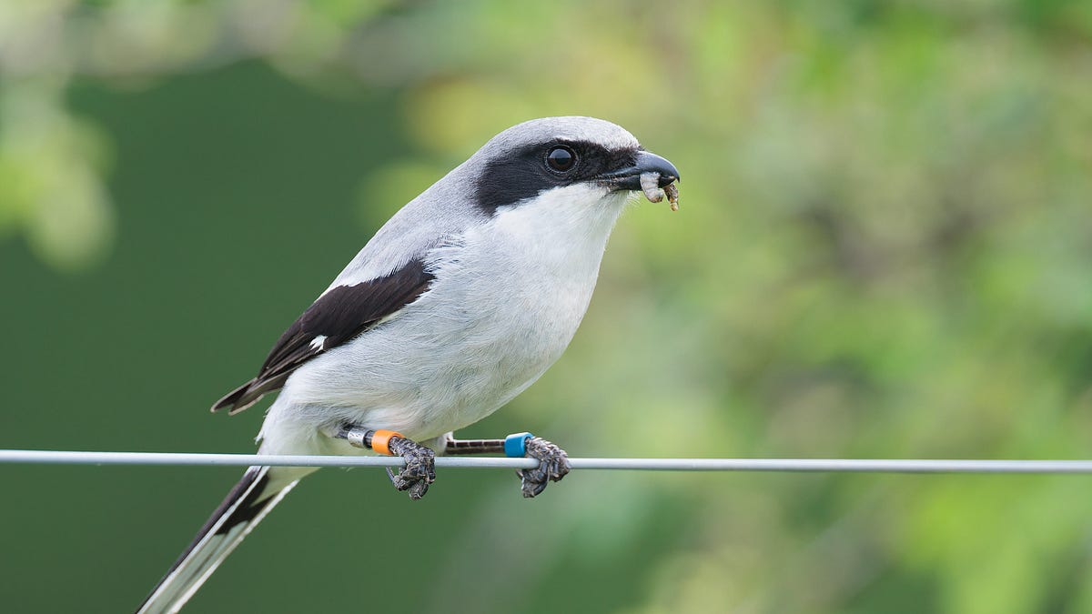 loggerhead shrike impale