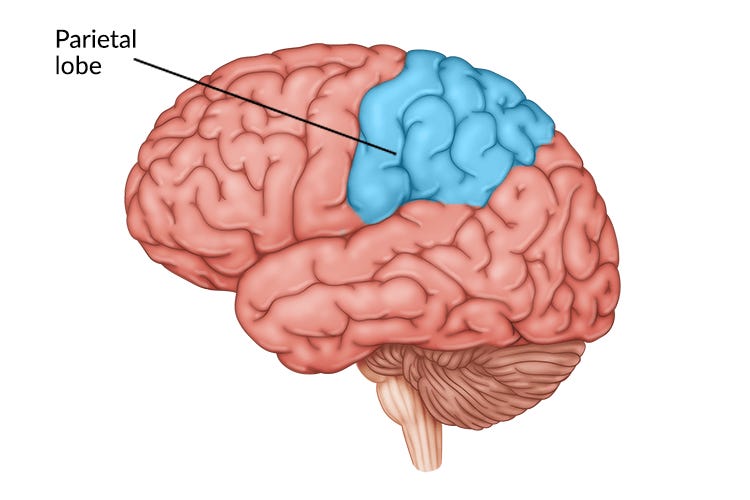 A Journey Through Brain Anatomy: The Parietal Lobe