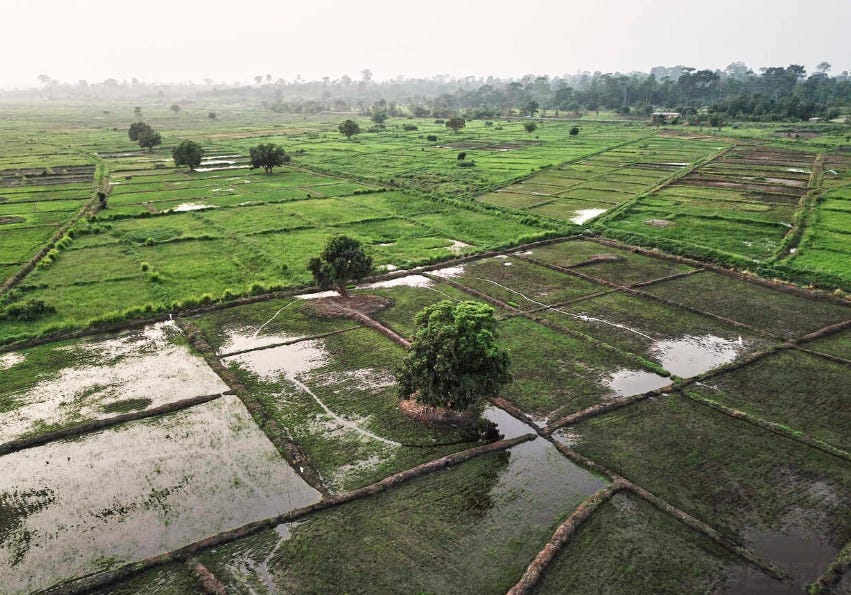 The invention of Agriculture in Africa: plant domestication and the ...